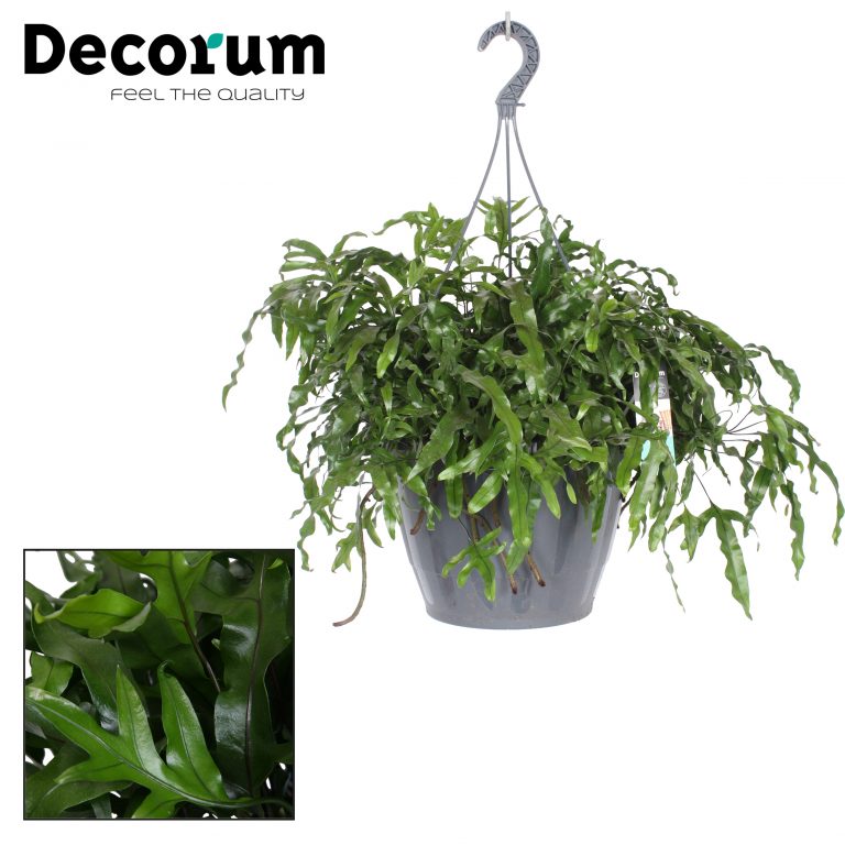 XXL Microsorum diversifolium - Hillplant BV