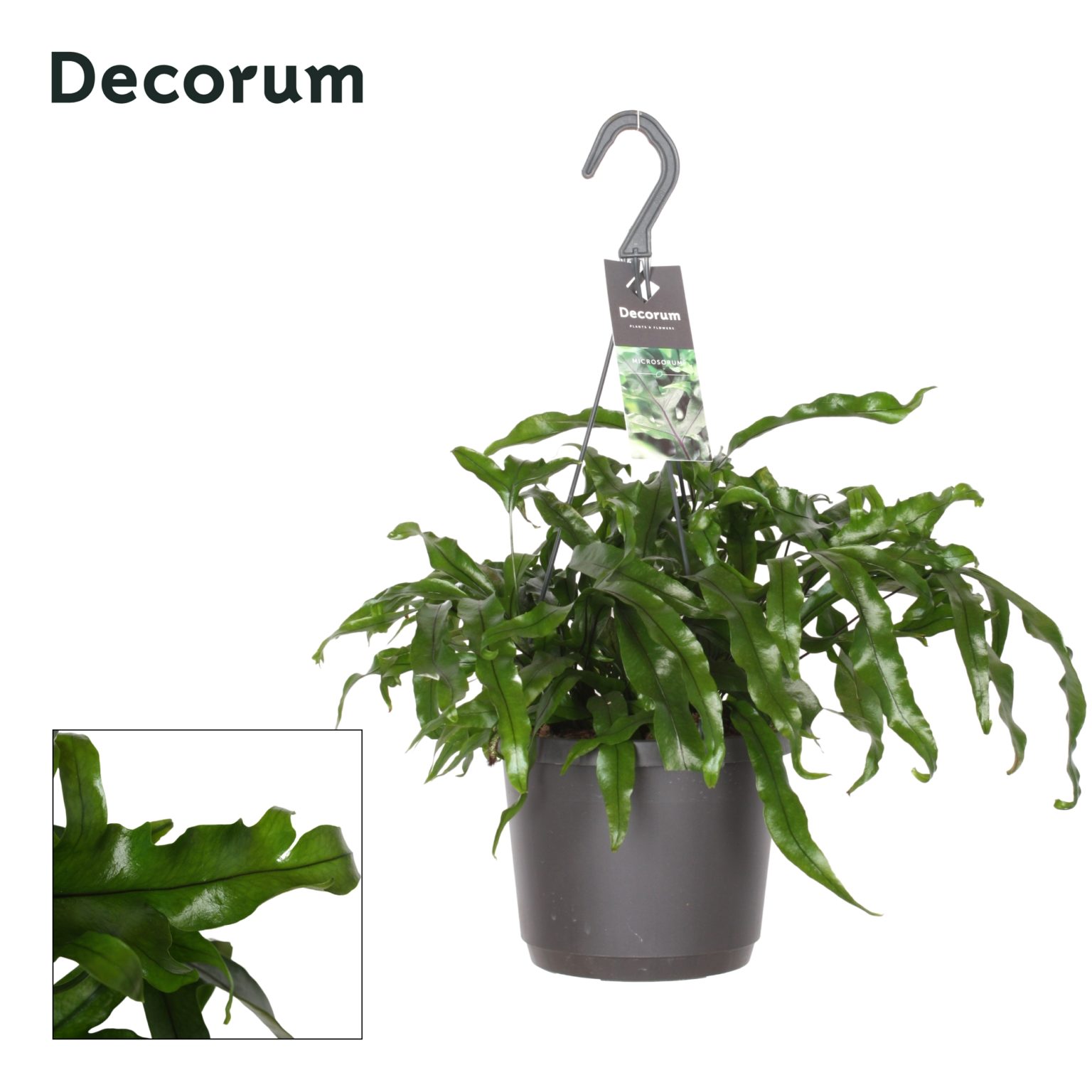 Microsorum diversifolium - Hillplant BV
